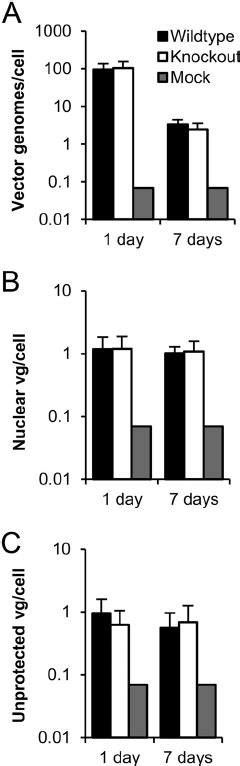Pml Inhibits Raav Second Strand Dna Synthesis A Pml ϩ ϩ And Pml Ϫ