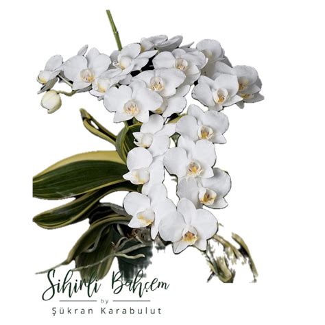 Phal Amabilis Variegated İthal Sihirli Bahçem