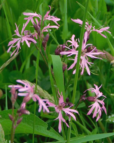 Kohoutek Luční Lychnis Flos Cuculi Flóra Treking Cz