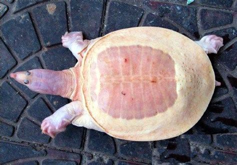 What Does A Turtle Look Without Its Shell Robert Medeiros Torta Nuziale