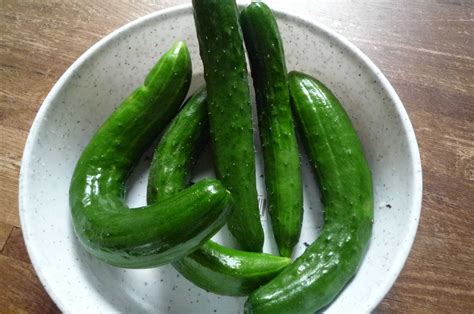 二弾目のキュウリが順調に採れています＆三弾目が発芽して来ました。 「茉優・翔」家庭菜園ブログ 楽天ブログ