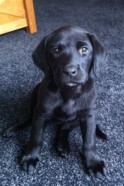 Small Black Lab Mix Stom