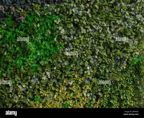 Various Types Of Densely Packed Green Grass Textures Combine Stock