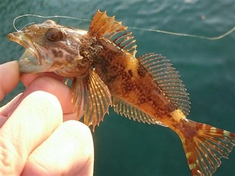アナハゼの特徴見分け方 写真から探せる魚図鑑