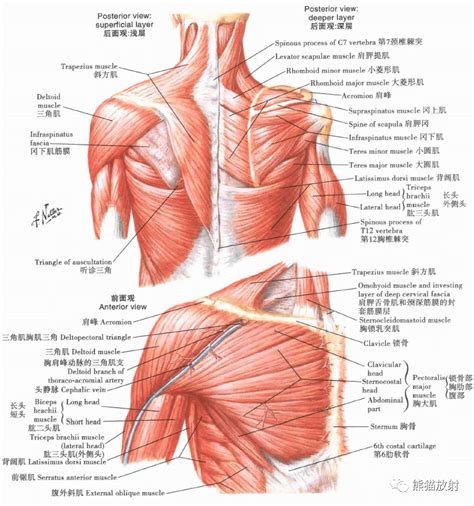 解剖丨上肢（锁骨、肩关节、肩袖、上臂肌群、臂丛） 搜狐大视野 搜狐新闻