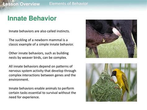 Lesson Overview 29 1 Elements Of Behavior Ppt Download