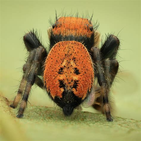 Cb Apache Jumping Spider Peregrine