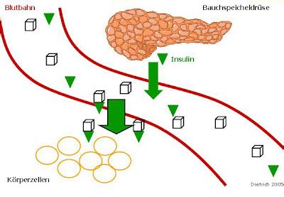COMPLICACIONES DE LA DIABETES MELLITUS EN EL PERRO BLOG VETERINARIO