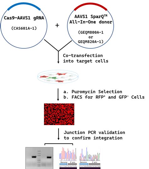 Aavs1 Sparq™ All In One Inducible System System Biosciences