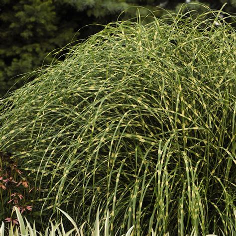 Dwarf Miscanthus