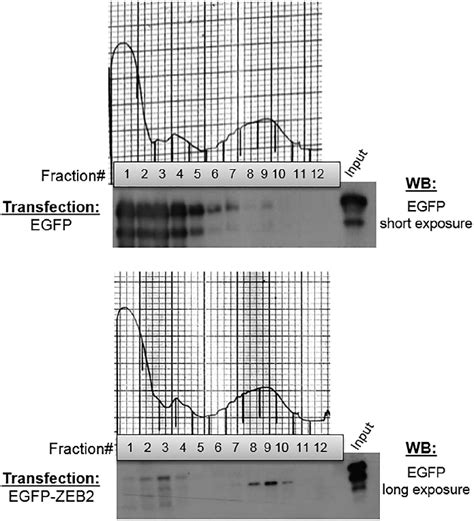 Polysome Profiling Of Egfp Zeb2 Fusion And Control Egfp Mda 468 Cells