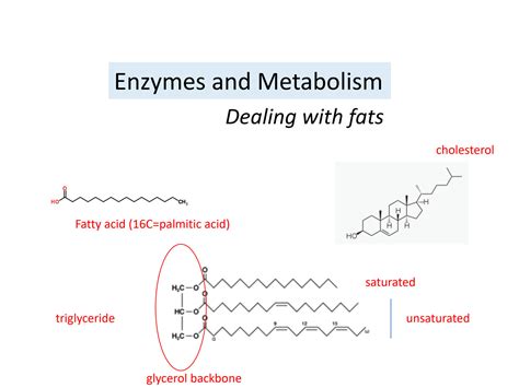 SOLUTION Lecture 1 Fatty Acid And Cholesterol Synthesis Studypool