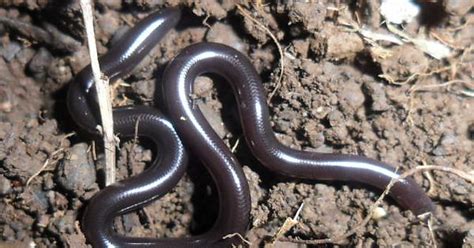 Brahminy Blind Snake Imgur