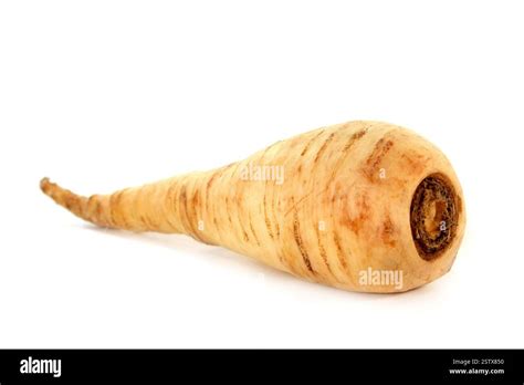 Conical Root Cut Out Stock Images And Pictures Alamy Conical Root Cut Out Stock Images And Pictures Alamy