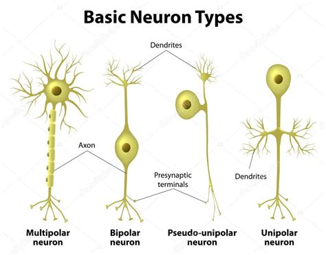 Tipos De Neuronas 2024