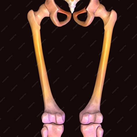 Ilustración 3d Anatomía Del Esqueleto Humano Huesos De La Pelvis O De