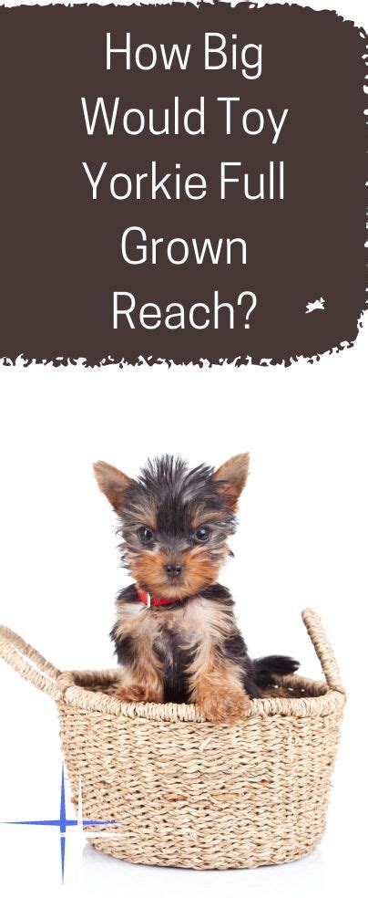 Teacup Yorkie Full Grown Artofit