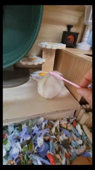 털 관리받는 누룽지 빗질 햄스터 햄찌 쇼츠 Youtube