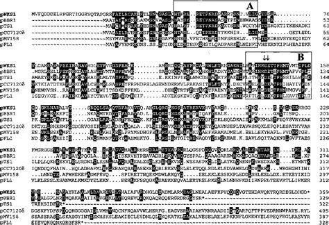 Paracoccus Sp Ks2 Semantic Scholar