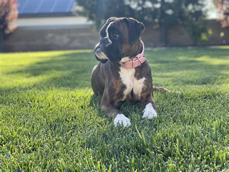Lana Playing Instagram Girl Rboxer