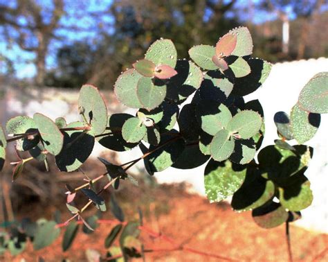 100 Seeds New England Peppermint Seeds Eucalypt Nova Anglica Seeds Seeds World Garden