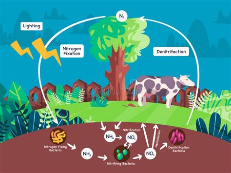 Biogeochemical Cycles Bioninja Nitrogen Cycle Soil Soil Organisms