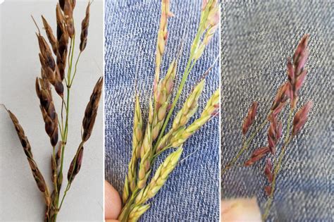 Johnson Grass Identification Johnson Grass Invasive Exotic Plants Of