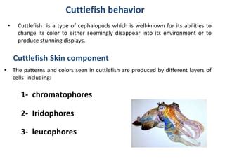 Cuttlefish Optimization Algorithm CFA Ppt Lecture Slide PPT