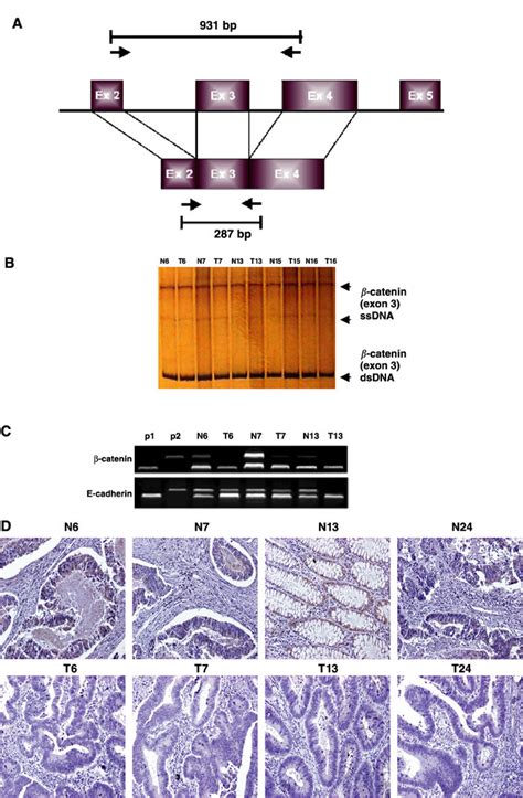 A Schematic Representation Of The Primer Set Used To Amplify Genomic Download Scientific
