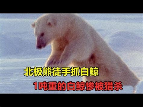 北极熊捕杀白鲸扑到水里疯狂捕捉1吨重的白鲸惨被猎杀 YouTube