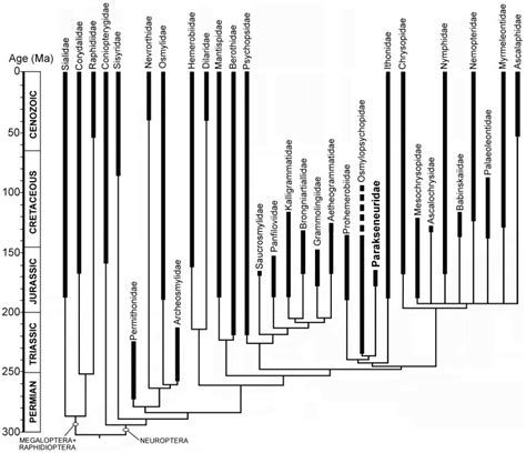 Divergence Time Is Inferred From The Results Of Molecular Divergence