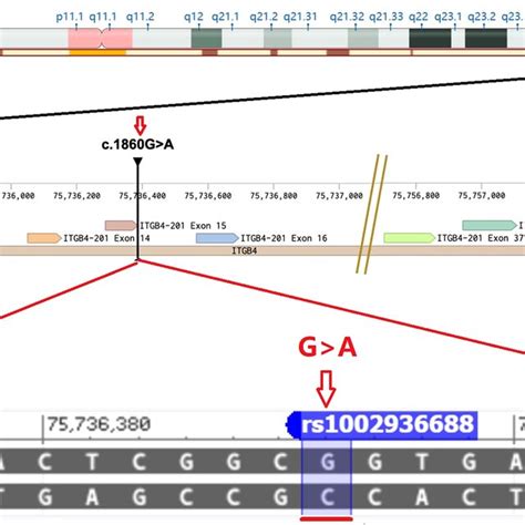 The Position Of C 1860g A In The Itgb4 Gene At Exon Intron Sequence