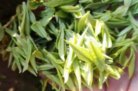 什么茶叶好喝上档次茶叶哪个最好喝？ 茶文化网