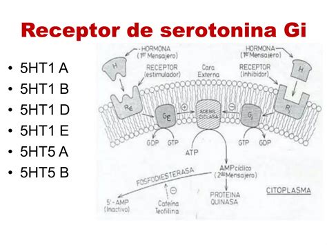 Concepto De Afinidad Especificidad Eficacia Potencia Actividad IntrÍnseca ClasificaciÓn De