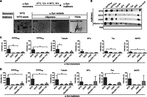 Wts Binds Directly To Cytoskeleton Proteins A Scheme Of The ␣ Syn