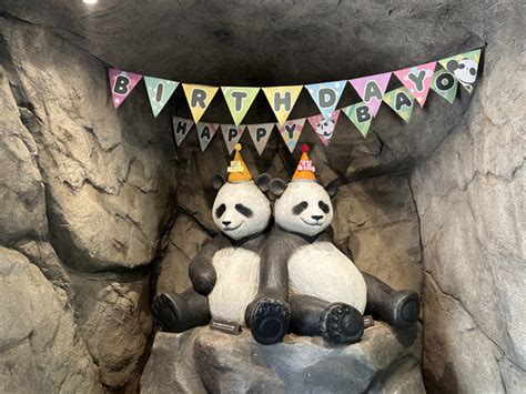 포토 테라피 ‘용인 푸씨 푸바오 세 번째 생일파티 참석기｜주간동아