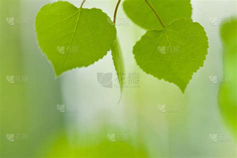 白杨叶前景聚焦自然留白水平画幅绿色枝繁叶茂无人夏天白杨类