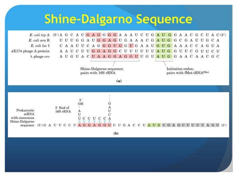 Ppt Protein Synthesis Structure And Function Yildirim Beyazit
