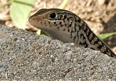 Little Darwin Lizards On Parade