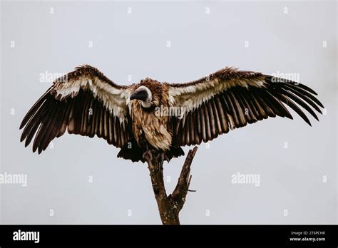 A Large Vulture Perched Atop A Tree Displaying Its Wings In A Majestic