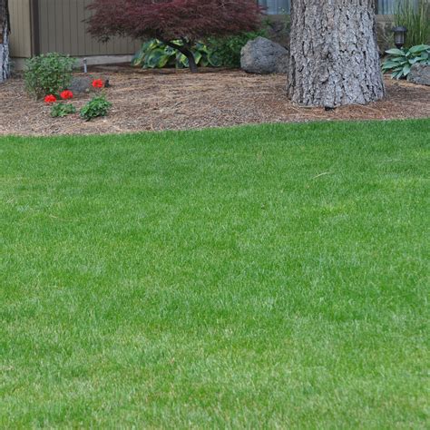 Buy Lawn Grass Seeds Swell Seed Co