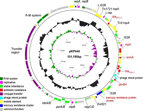 Circular Map Of Plasmid PKP The Two Outer Circles Represent ORFs In Download Scientific