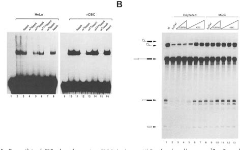 Figure 3 From A Nuclear Cap Binding Complex Facilitates Association Of U1 Snrnp With The Cap