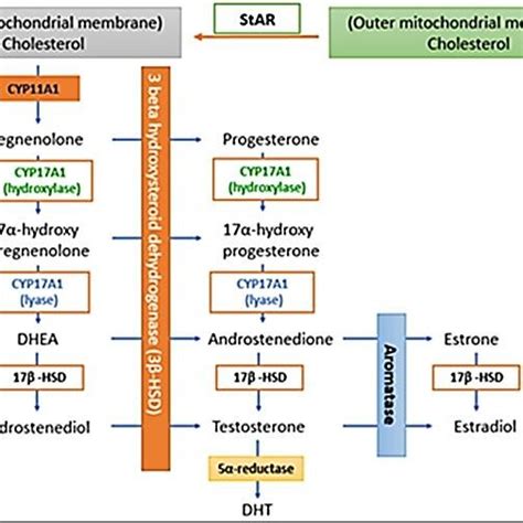 Androgen Synthesis Pathway In Ovaries Download Scientific Diagram