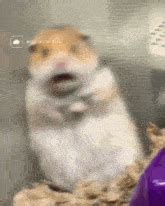 S De Hamster Meme Tenor