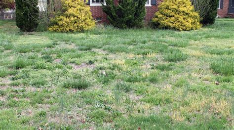 How To Turn A Gravel Yard Into Grass At Stephanie Reynolds Blog