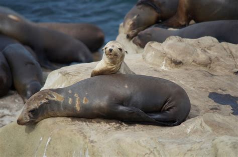 Free Images Wildlife Zoo Fauna Seals Vertebrate Harbor Seal