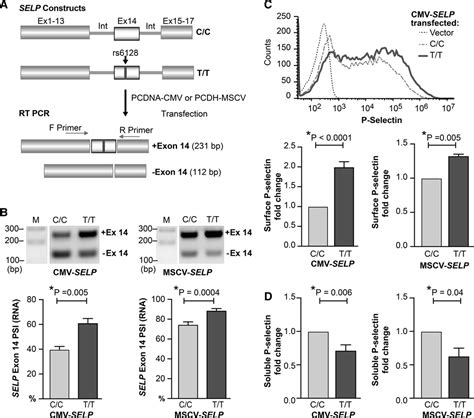Longitudinal Rna Seq Analysis Of The Repeatability Of Gene Expression And Splicing In Human