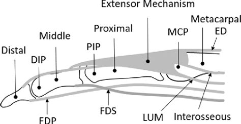 Figure From Simultaneous Kinematic And Contact Force Modeling Of A Human Finger Tendon System