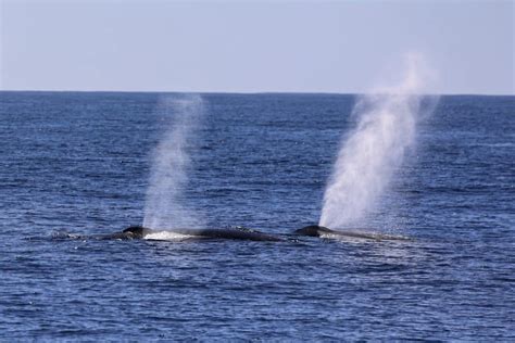 A Guide To Whale Watching Cruises In San Diego